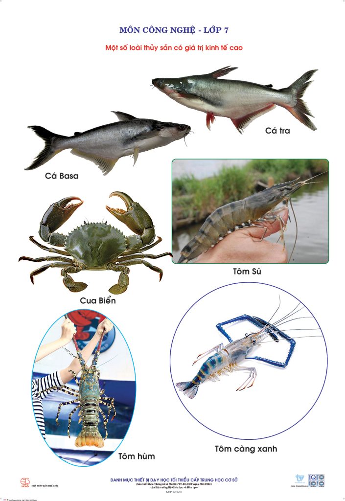 Một số loài thủy sản có giá trị kinh tế cao – CÔNG TY CỔ PHẦN TRƯỜNG VIỆT