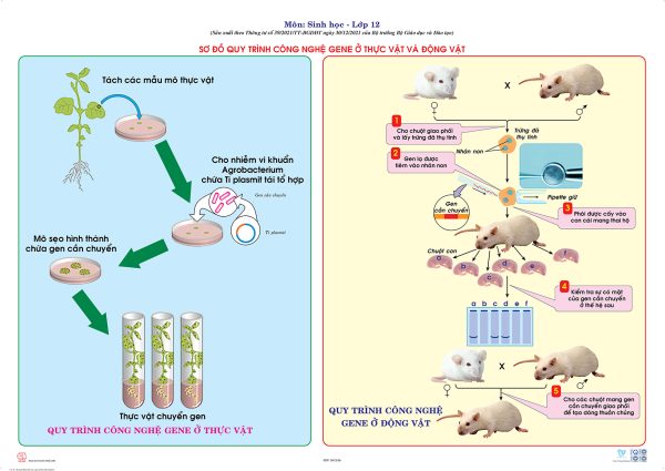 Sơ đồ quy trình công nghệ gene ở thực vật và động vật – CÔNG TY CỔ PHẦN ...